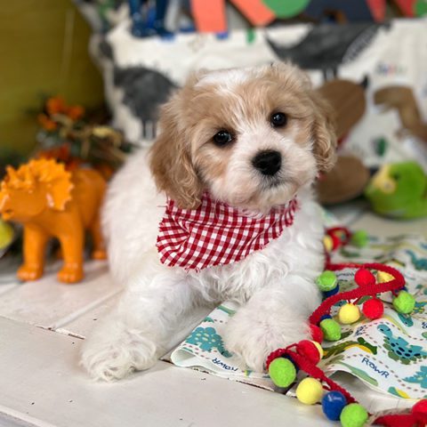 Pawsitively Exclusive Cavapoochon Puppies | Cavapoochons R Us
