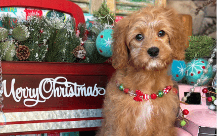 Bailey - Female Cavapoo Puppy For Sale | Cavapoos R Us
